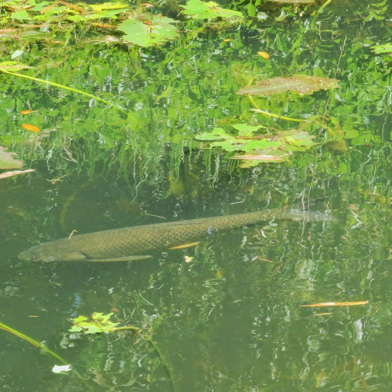 How about weed-eating fish for the lake/canals? – The North Beach News